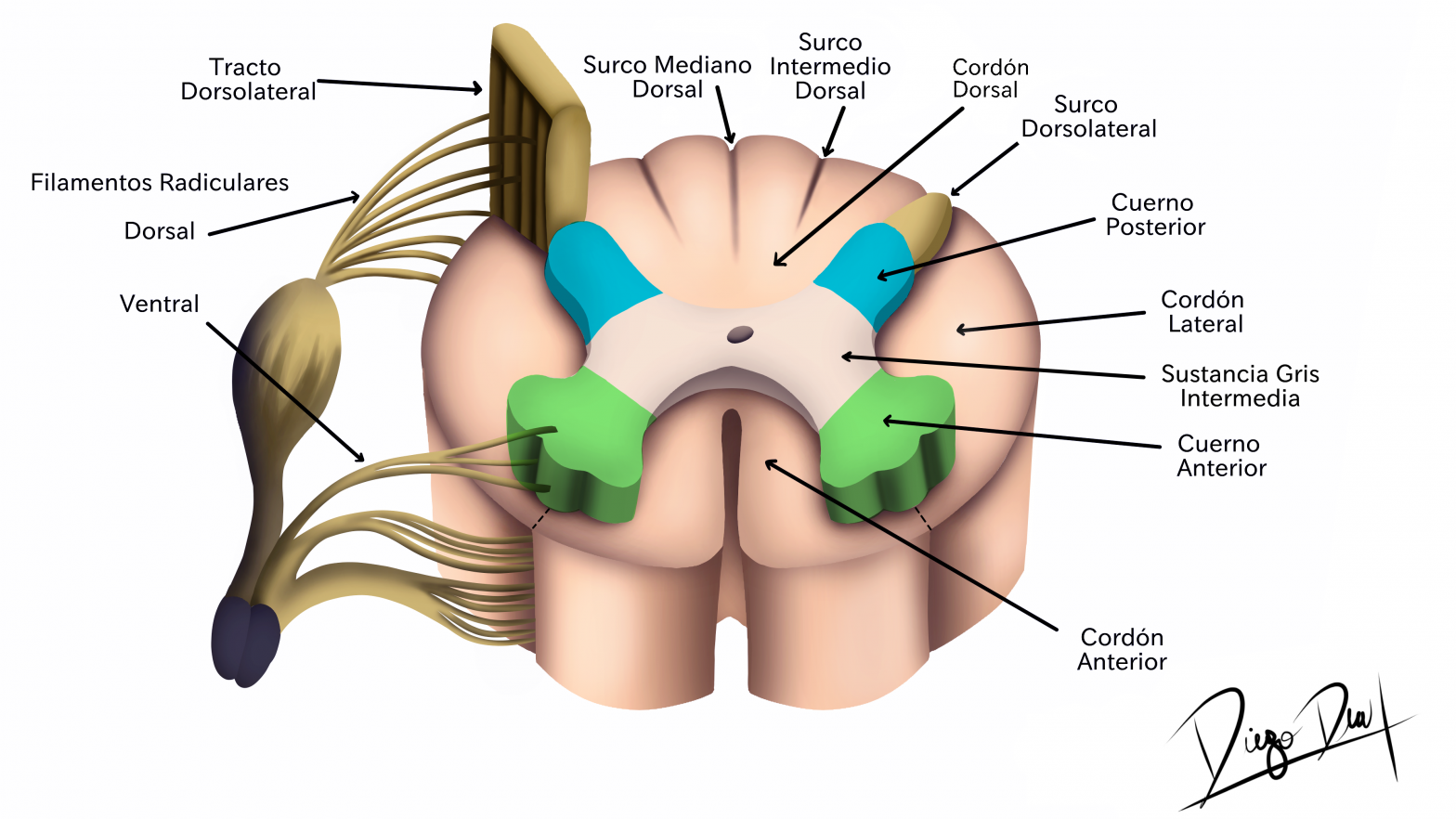 Atlas de Médula espinal y meninges espinales - Neuroanatomía UFRO