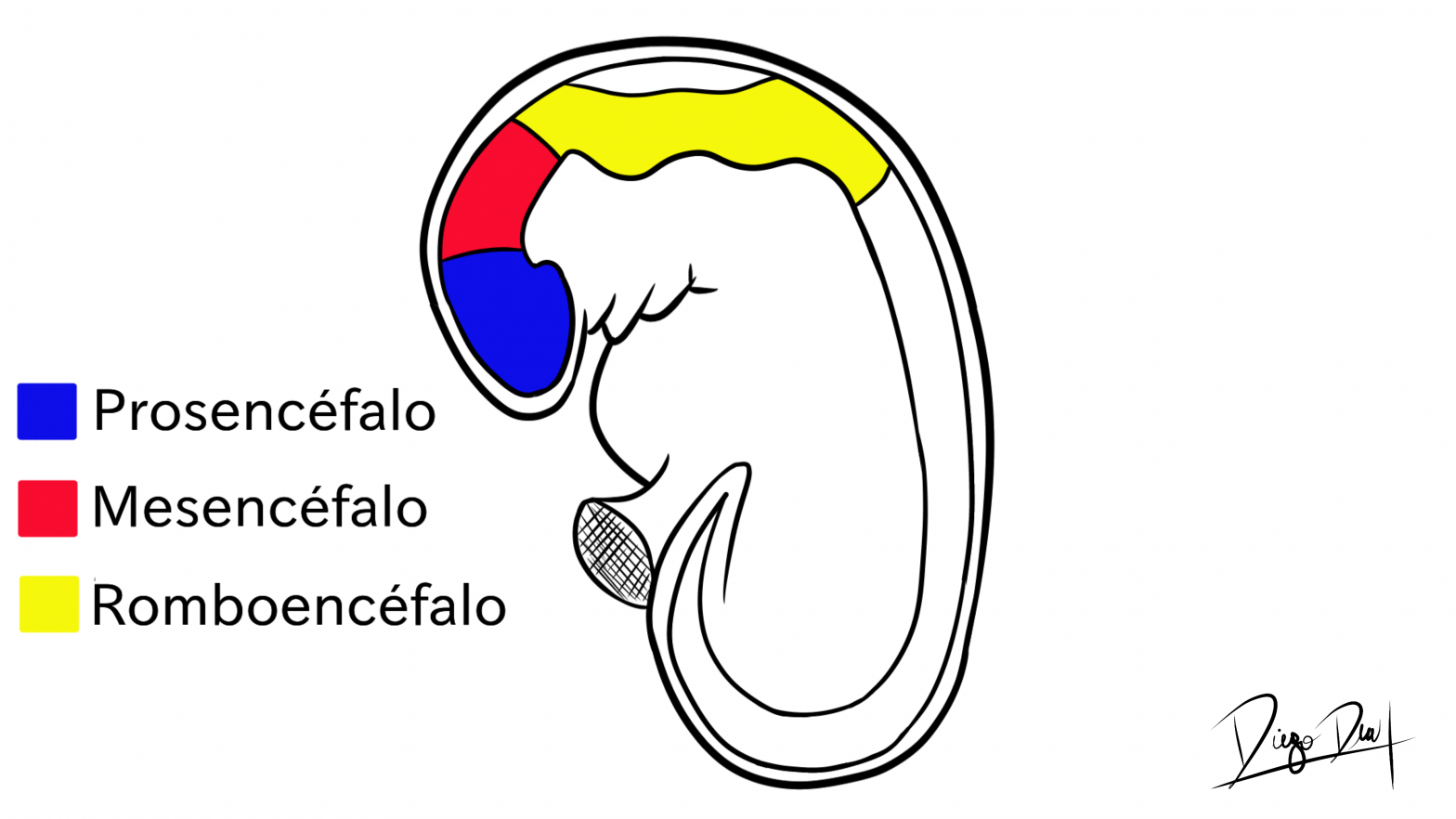 Embriología del sistema nervioso - Neuroanatomía UFRO