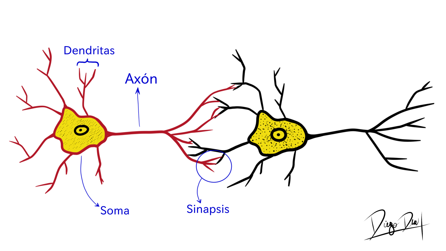 Introducción a la neuroanatomía - Neuroanatomía UFRO