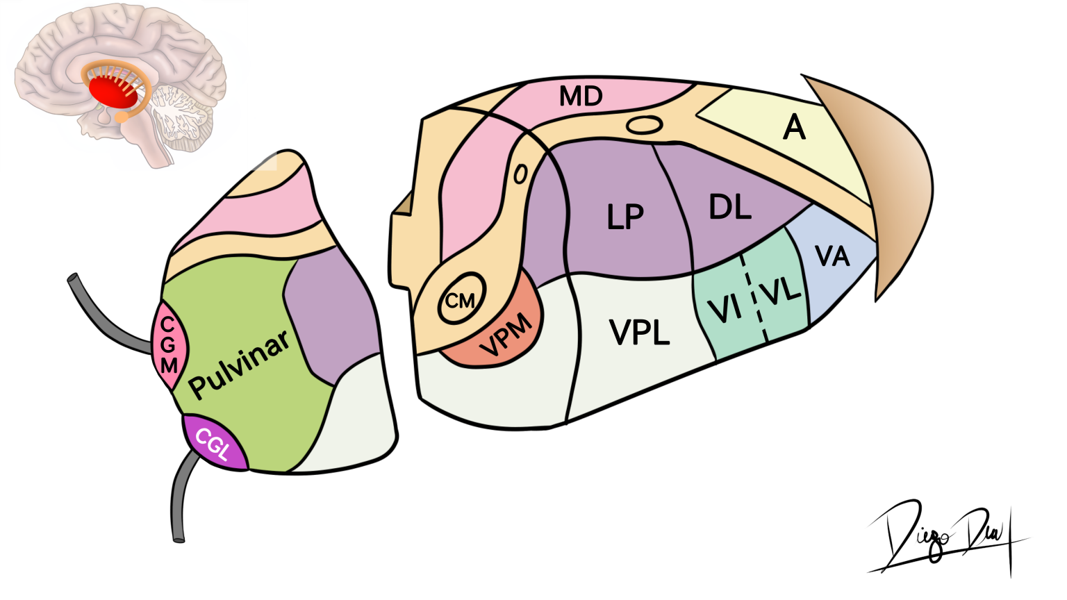 Diencéfalo - Neuroanatomía UFRO