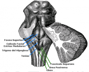 Tronco encefálico: configuración externa - Neuroanatomía UFRO