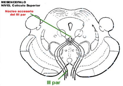 Tronco encefálico: configuración interna - Neuroanatomía UFRO