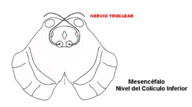 Tronco encefálico: configuración interna - Neuroanatomía UFRO