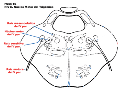 Tronco encefálico: configuración interna - Neuroanatomía UFRO