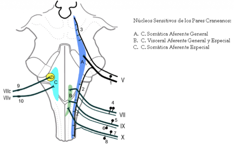 Tronco encefálico: configuración interna - Neuroanatomía UFRO