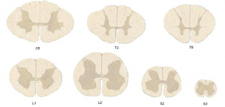 Médula espinal - Neuroanatomía UFRO