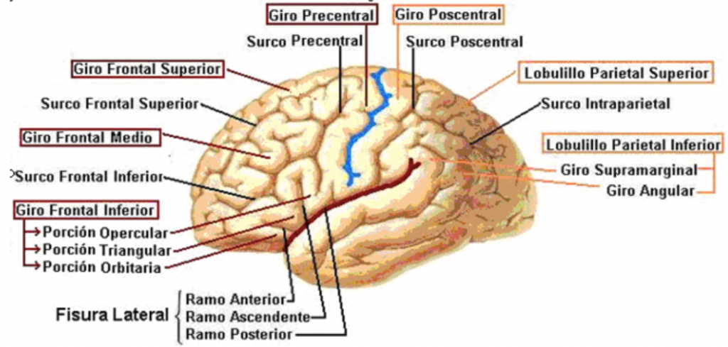 Configuración externa de cerebro - Neuroanatomía UFRO