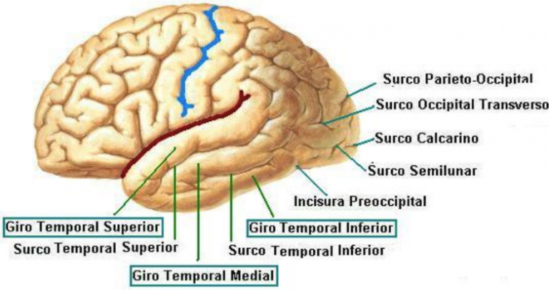 Configuración externa de cerebro - Neuroanatomía UFRO