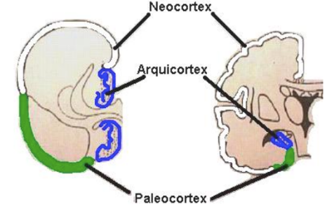 Citoarquitectura de cerebro - Neuroanatomía UFRO