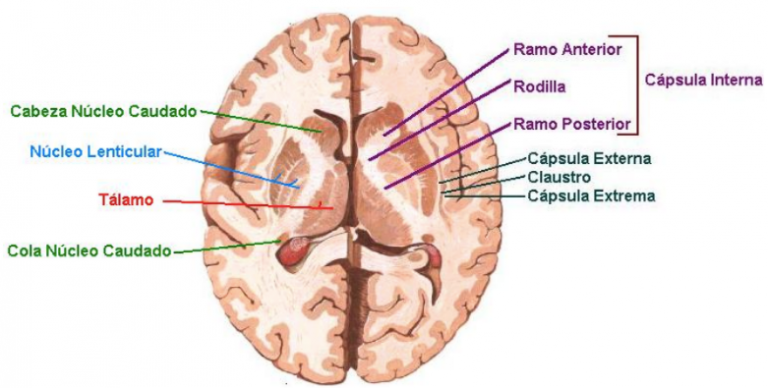 Citoarquitectura de cerebro - Neuroanatomía UFRO