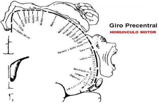 Citoarquitectura de cerebro - Neuroanatomía UFRO