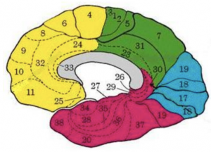 Citoarquitectura de cerebro - Neuroanatomía UFRO