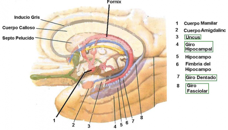 Configuración interna de cerebro - Neuroanatomía UFRO