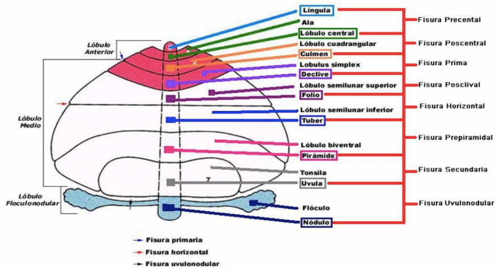 Cerebelo - Neuroanatomía UFRO