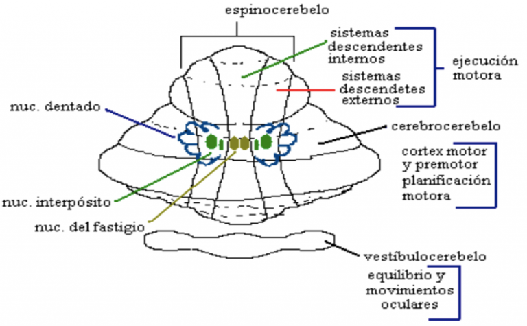 Cerebelo - Neuroanatomía UFRO